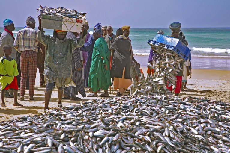 Thiès : les débarquements de la pêche artisanale estimés à près de 130. ...